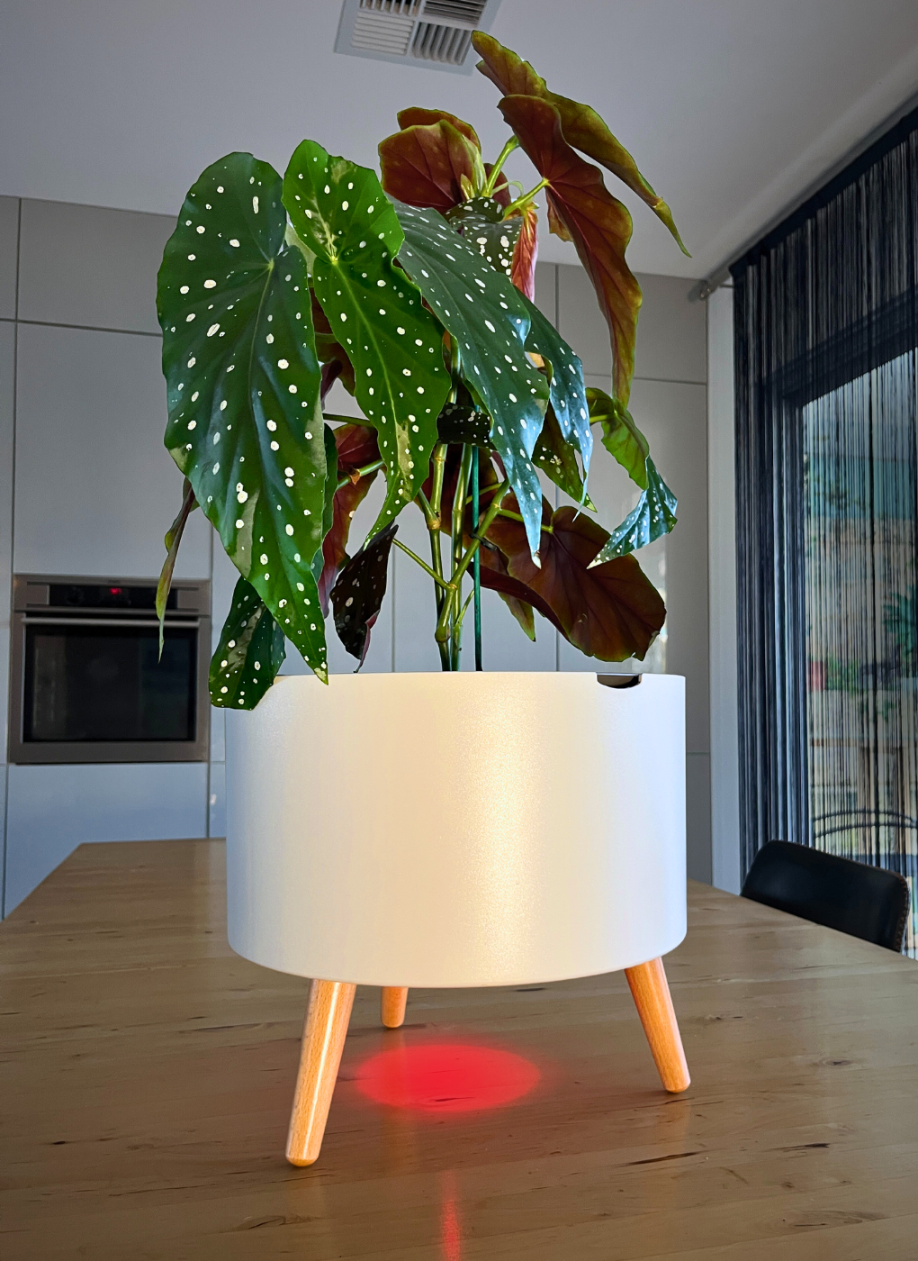 How the Thirsty Pot Red Light Sensor Saves Your Plants (and Your Sched
